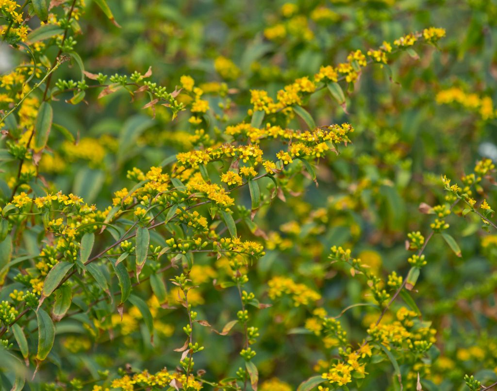 Featured Plant: Blue stem goldenrod | The High Line