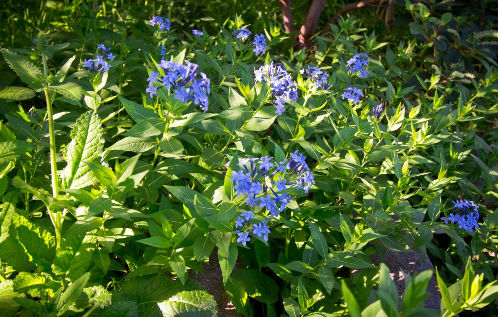 Featured plant: Blue Ice bluestar | The High Line
