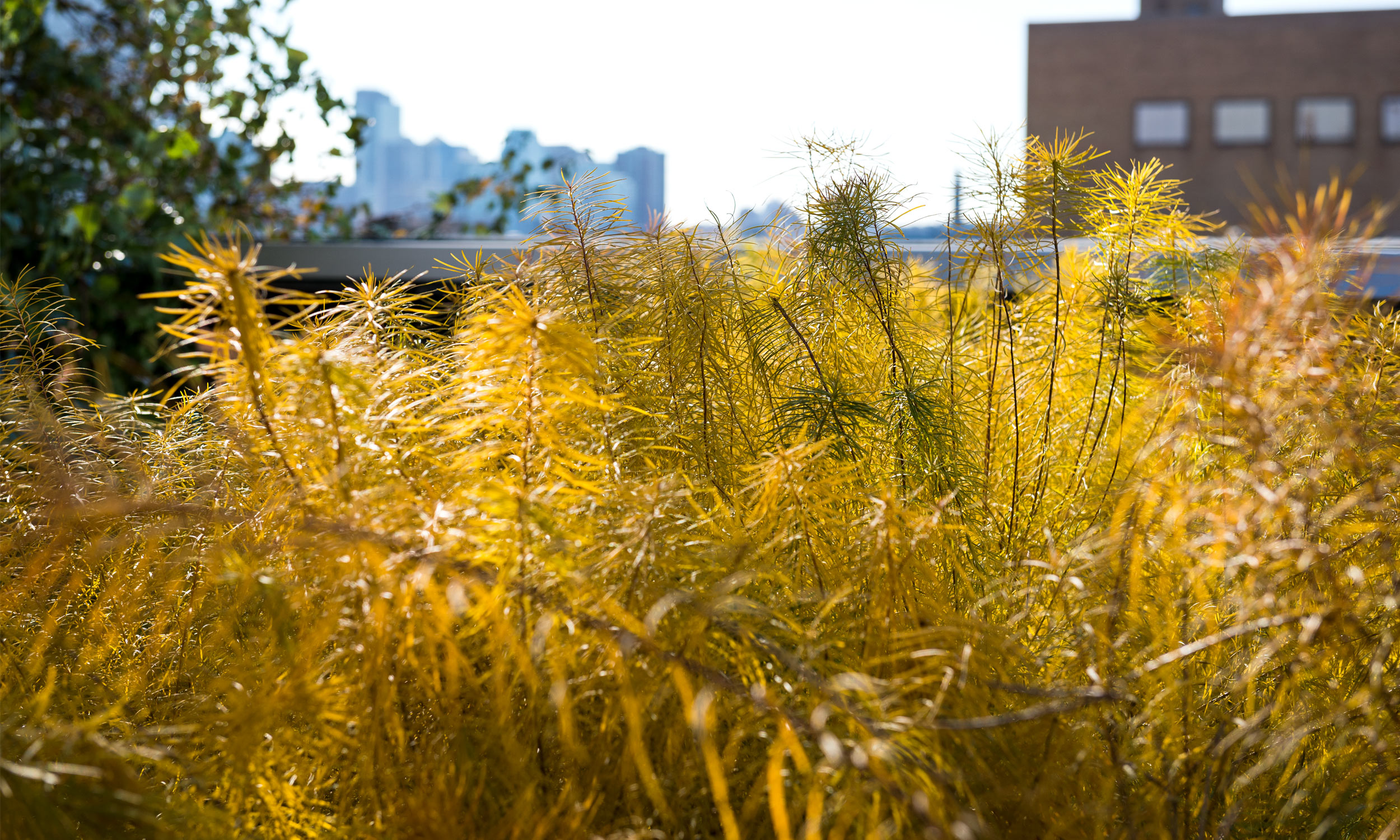 Fall | The High Line