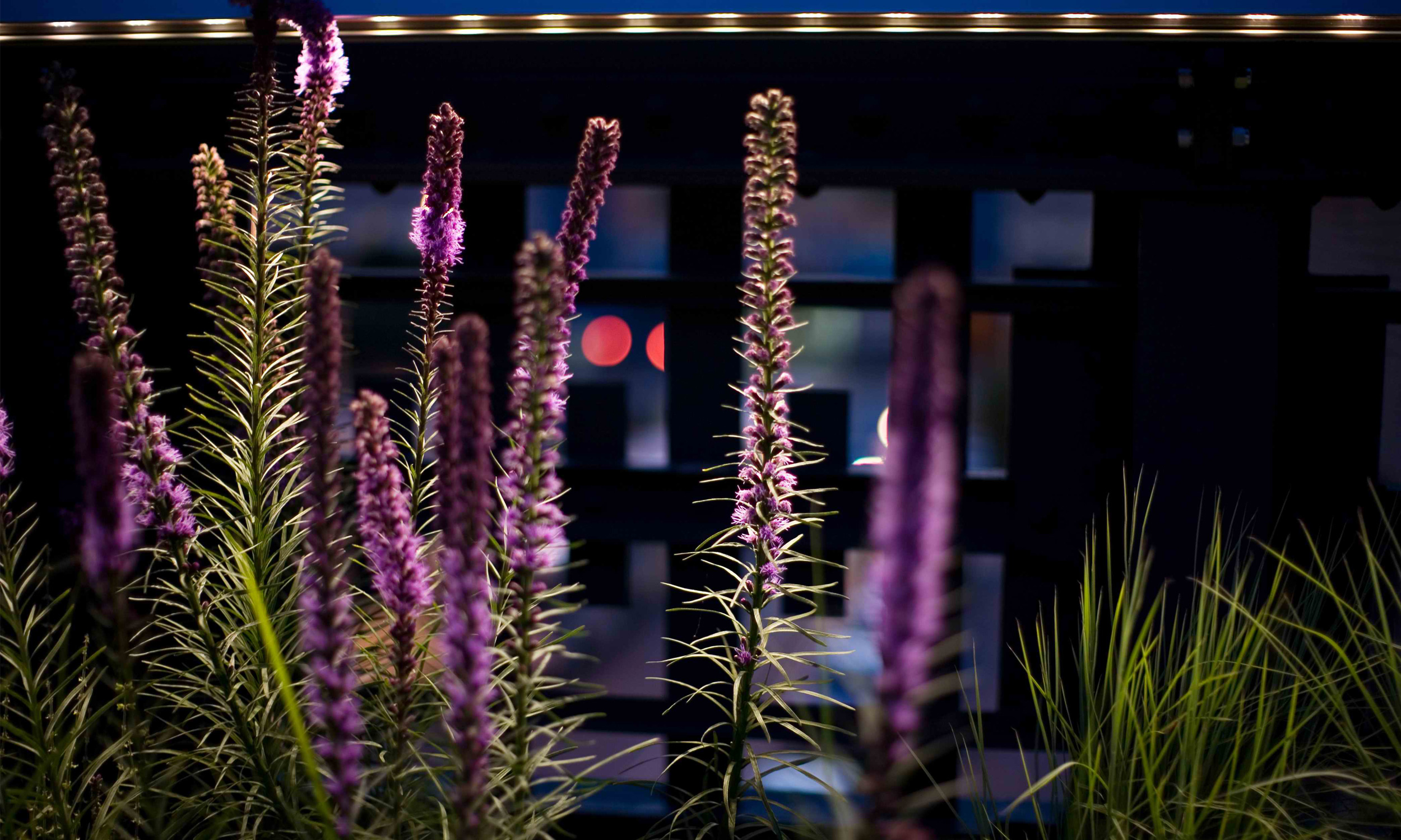 Summer | The High Line