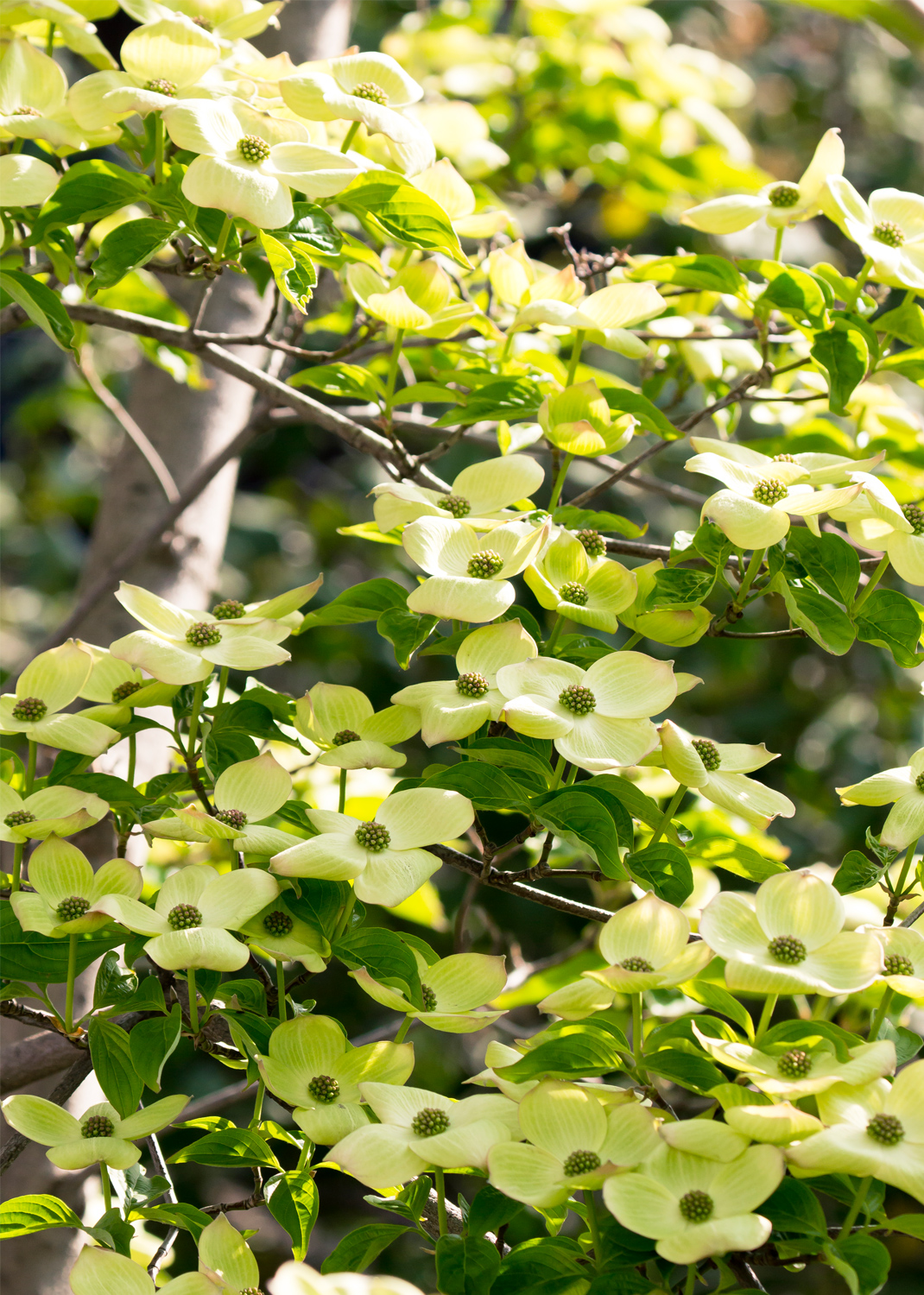 Chelsea Thicket | The High Line