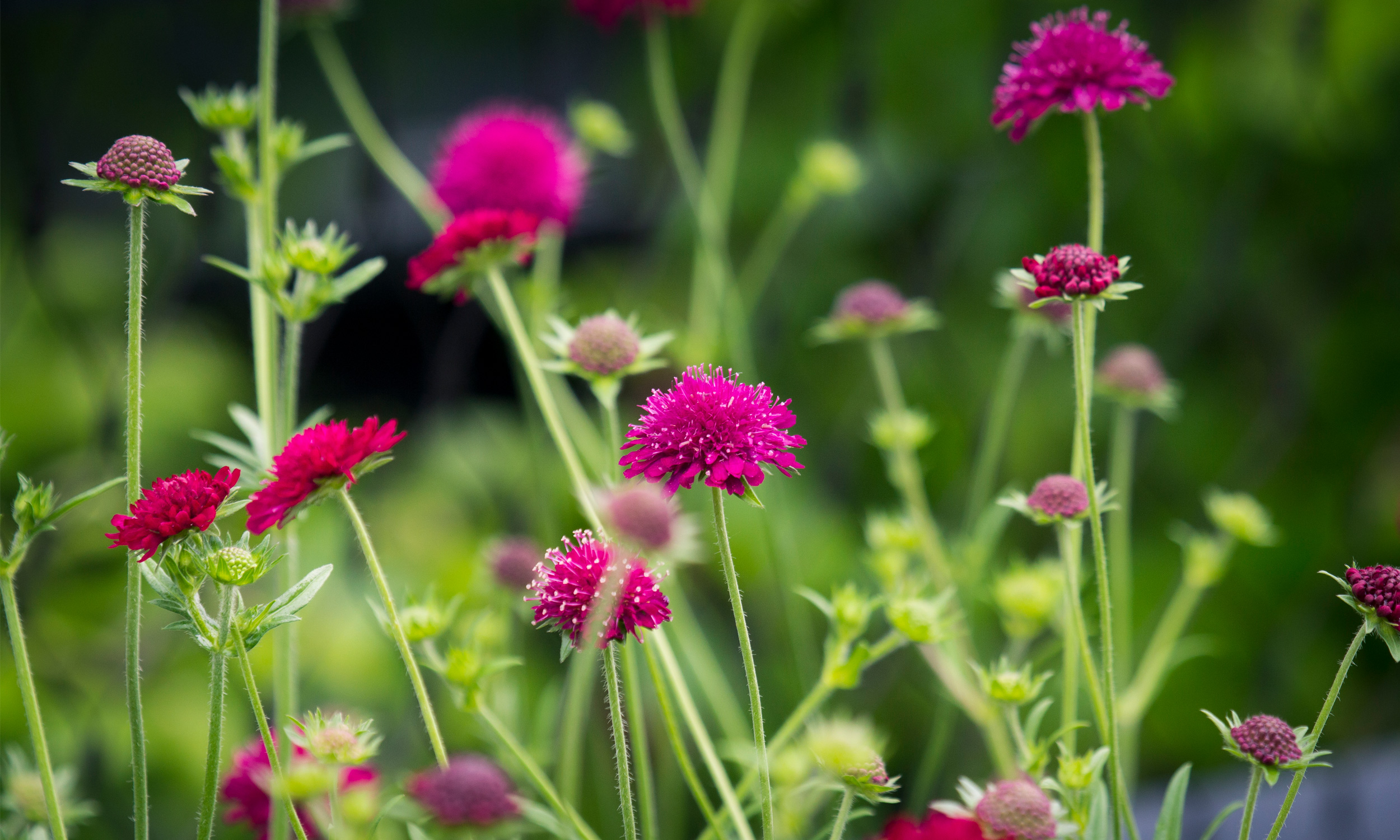 Meadow Walk | The High Line