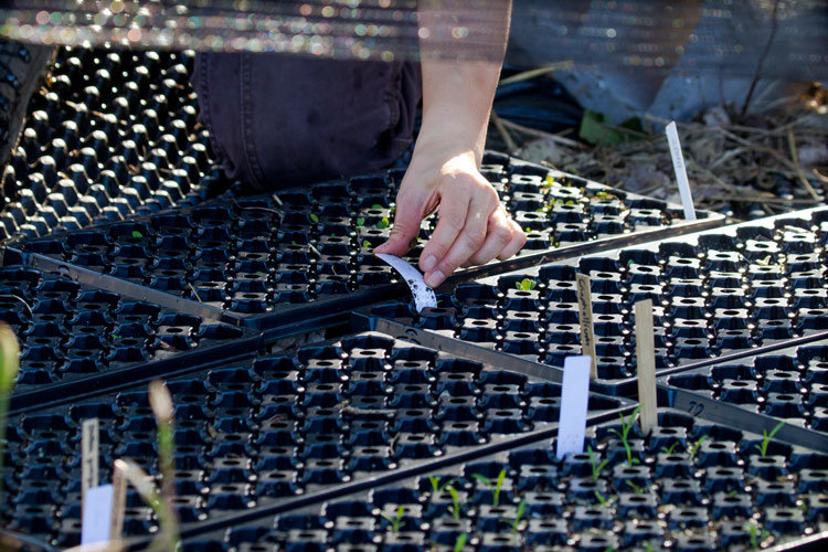 Gardening in the Sky: Starting From Seed | The High Line