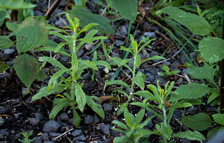 Gardening in the Sky: Starting From Seed | The High Line