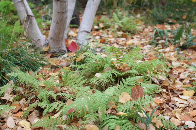 Plant of the Week: Minutissimum Dwarf Lady Fern | The High Line