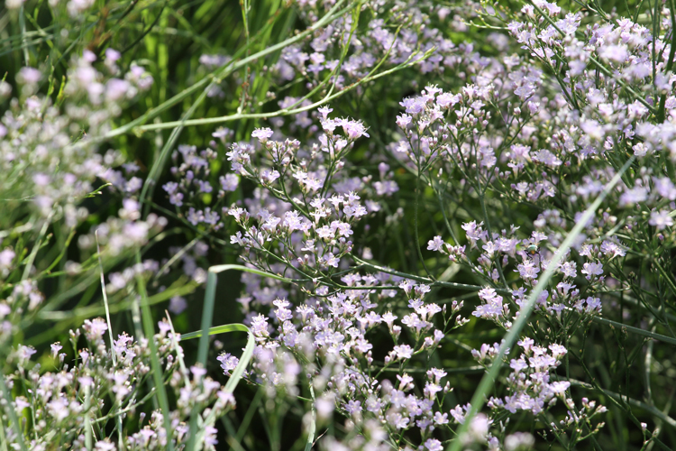 Plant of the Week: Sea Lavender | The High Line