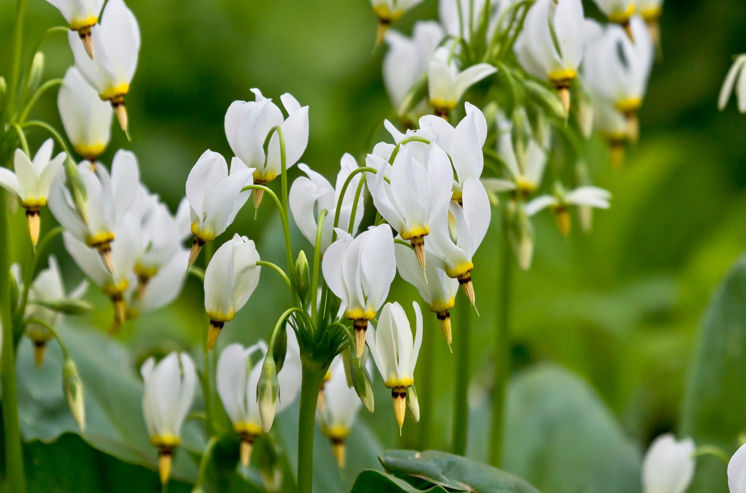 The Enduring Flowers of Spring | The High Line