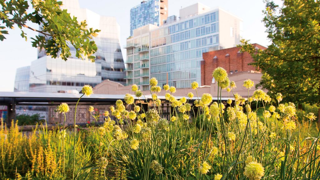 High Line Backgrounds for Video Calls | The High Line