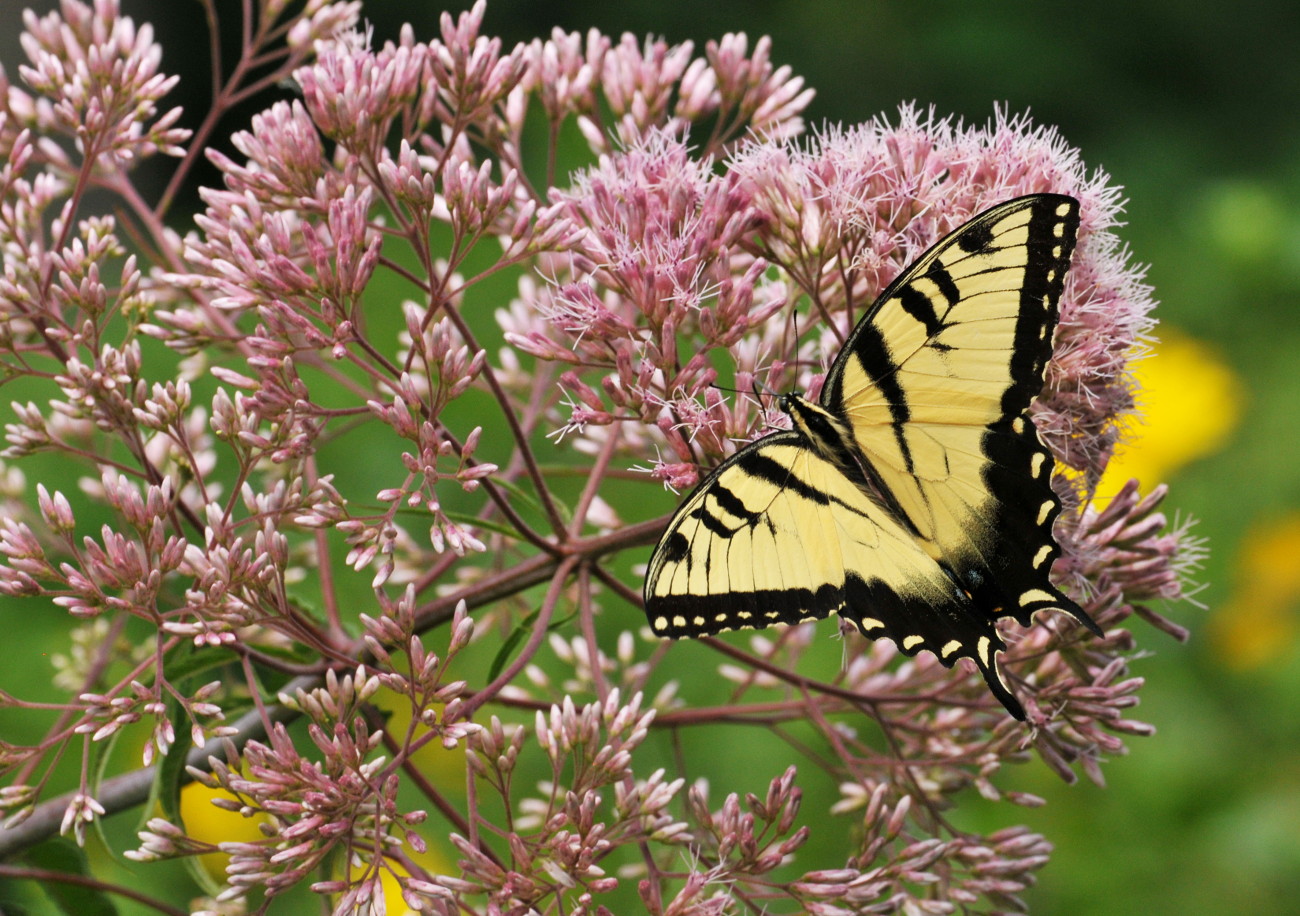 5 more reasons to love native trees | The High Line