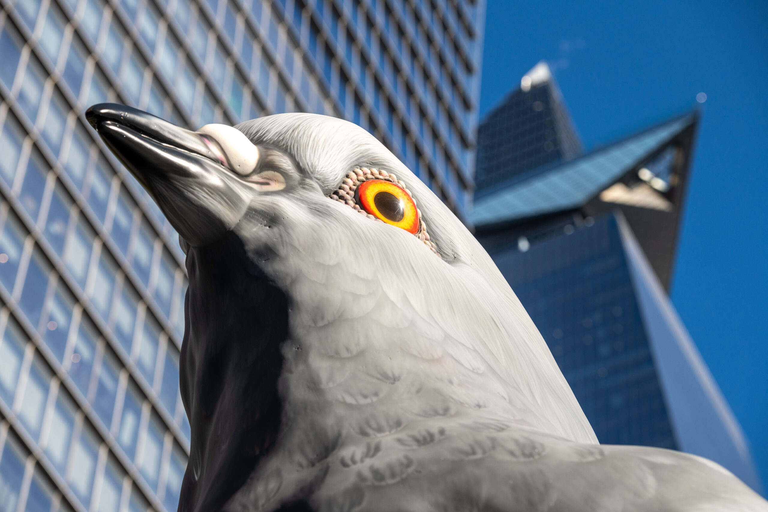 Pigeon Art New Zealand Pigeon. Fine Art Print.