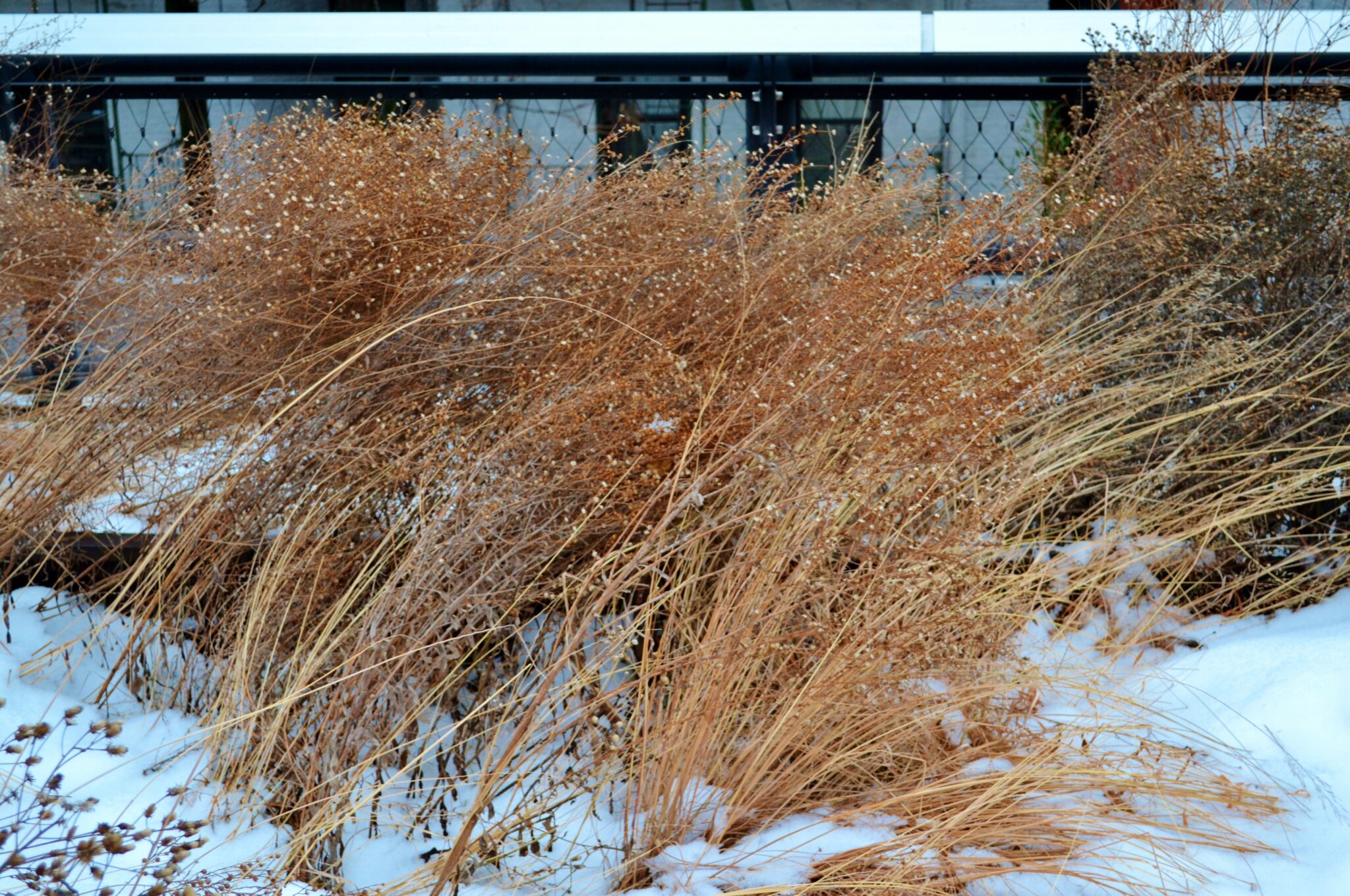 Why the High Line’s plants need their winter “beauty sleep” | The High Line
